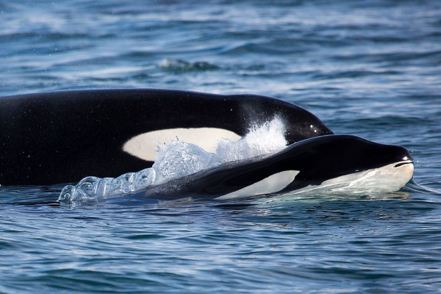 Monitoring Orca Encounters on noforeignland with Orcas.pt ...